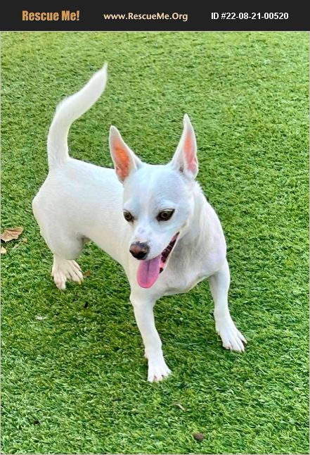 ADOPT 22082100520 ~ Jack Russell Rescue ~ Tarzana, CA