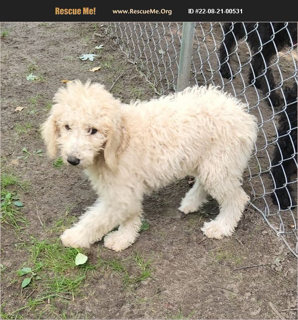 ADOPT 22082100531 ~ Golden Retriever Rescue ~ Liberty Center, OH