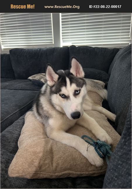ADOPT 22082200017 ~ Siberian Husky Rescue ~ Las Vegas, NV