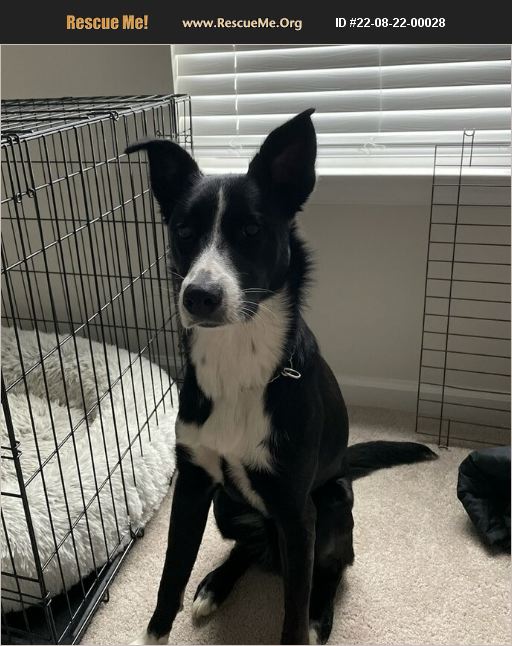 ADOPT 22082200028 ~ Border Collie Rescue ~ Frederick County, MD