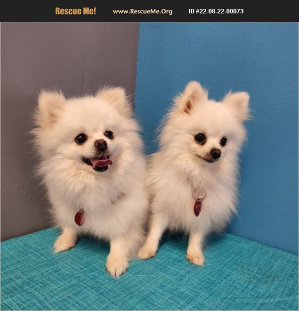 ADOPT 22082200073 ~ Pomeranian Rescue ~ Pensacola, FL