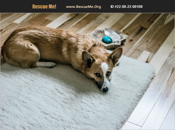 ADOPT 22082200108 ~ Corgi Rescue ~ Viroqua, WI