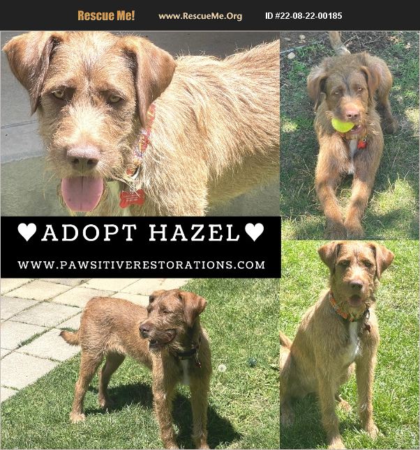 ADOPT 22082200185 ~ German Wirehaired Pointer Rescue ~ Aurora, CO