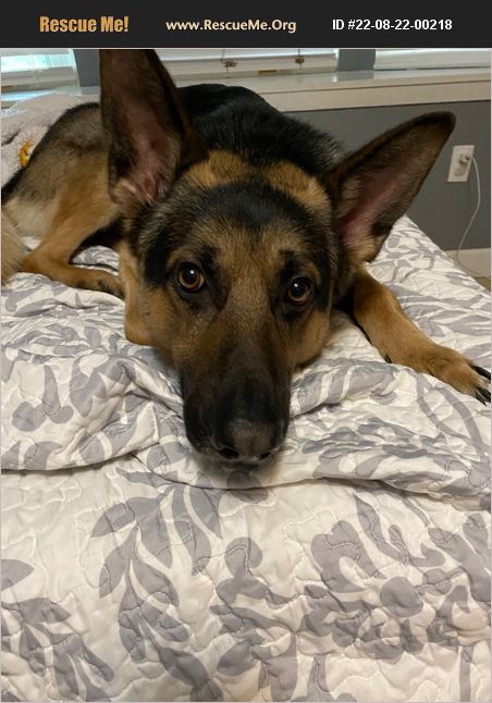 ADOPT 22082200218 ~ German Shepherd Rescue ~ Denton, TX