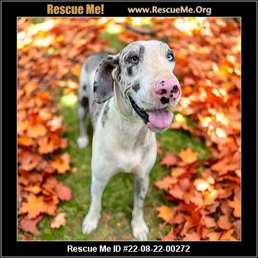 - Texas Great Dane Rescue - ADOPTIONS - Rescue Me!