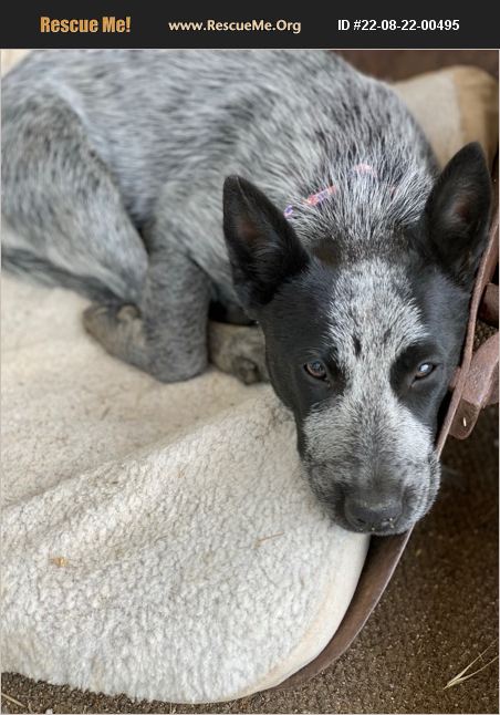 ADOPT 22082200495 ~ Australian Cattle Dog Rescue ~ Raymond, CA