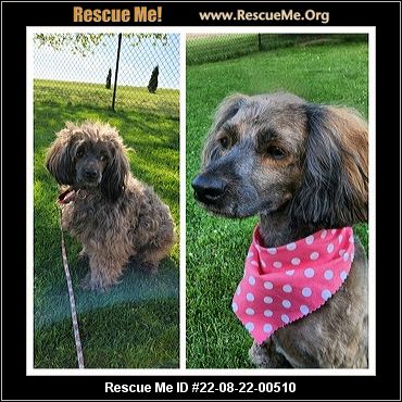 - Pennsylvania Cockapoo Rescue - ADOPTIONS - Rescue Me!