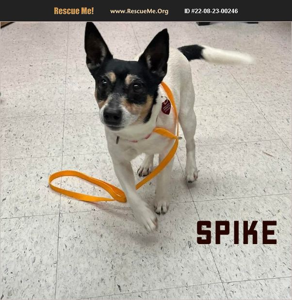 ADOPT 22082300246 ~ Rat Terrier Rescue ~ Grants Pass, OR