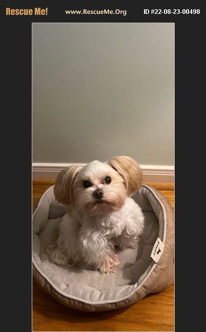 ADOPT 22082300498 ~ Yorkie Rescue ~ Houston, TX