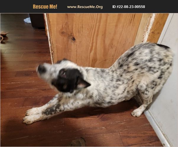 ADOPT 22082300558 ~ Australian Cattle Dog Rescue ~ Lincoln, AR
