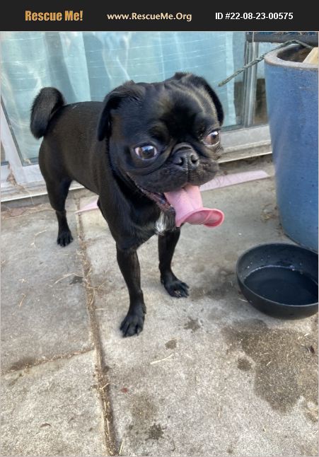 ADOPT 22082300575 ~ Pug Rescue ~ tustin, CA