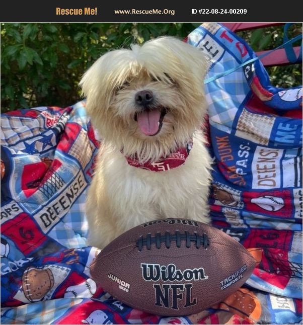 ADOPT 22082400209 ~ Lhasa Apso Rescue ~ Sebring, FL