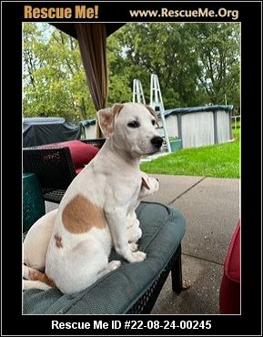 - New York Dog Rescue - ADOPTIONS - Rescue Me!