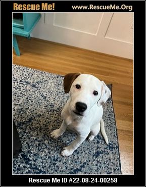 - New York Dog Rescue - ADOPTIONS - Rescue Me!