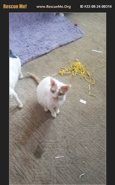 ADOPT 22082400314 ~ Devon Rex Rescue ~ Ritzville, WA