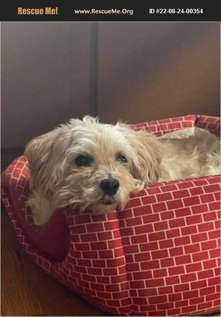 ADOPT 22082400354 ~ Lhasa Apso Rescue ~ Wilmington, DE