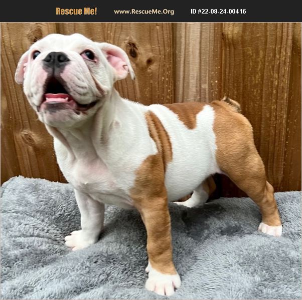 ADOPT 22082400416 ~ Bulldog Rescue ~ Fort Myers, FL
