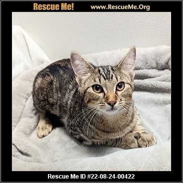 - Missouri Cat Rescue - ADOPTIONS - Rescue Me!