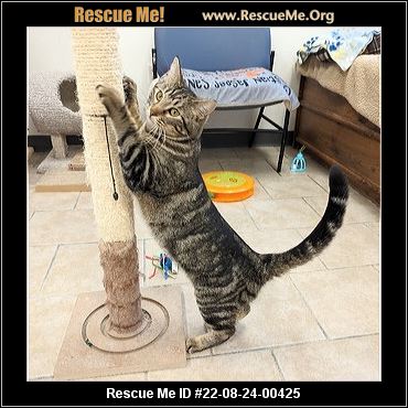 - Missouri Cat Rescue - ADOPTIONS - Rescue Me!
