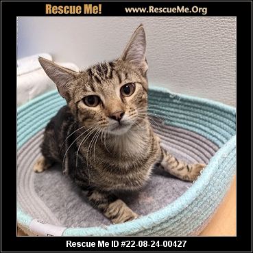 - Missouri Cat Rescue - ADOPTIONS - Rescue Me!