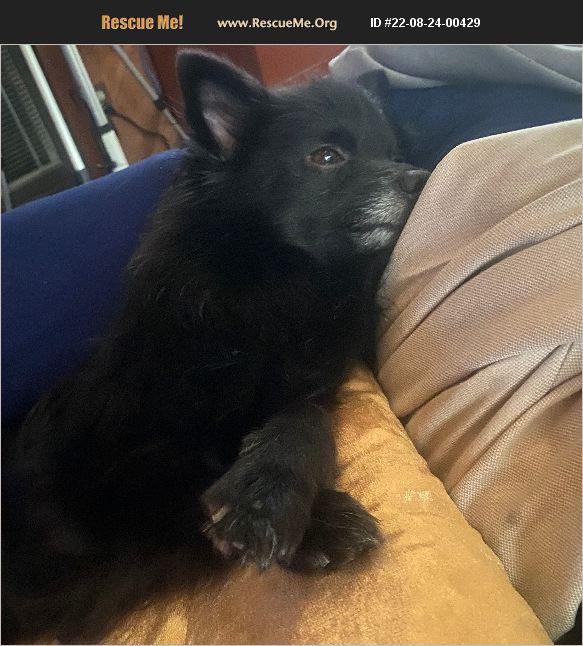 ADOPT 22082400429 ~ Schipperke Rescue ~ Dallas, TX