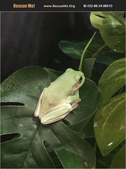 ADOPT 22082400513 ~ Reptile/Amphibian Rescue ~ Aloha, OR