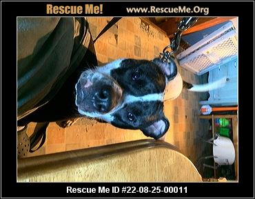 - New Hampshire Dog Rescue - ADOPTIONS - Rescue Me!