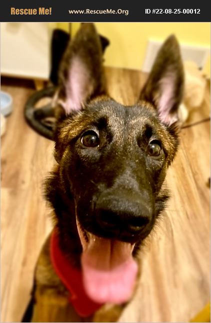 ADOPT 22082500012 ~ Belgian Malinois Rescue ~ Muskegon County, MI