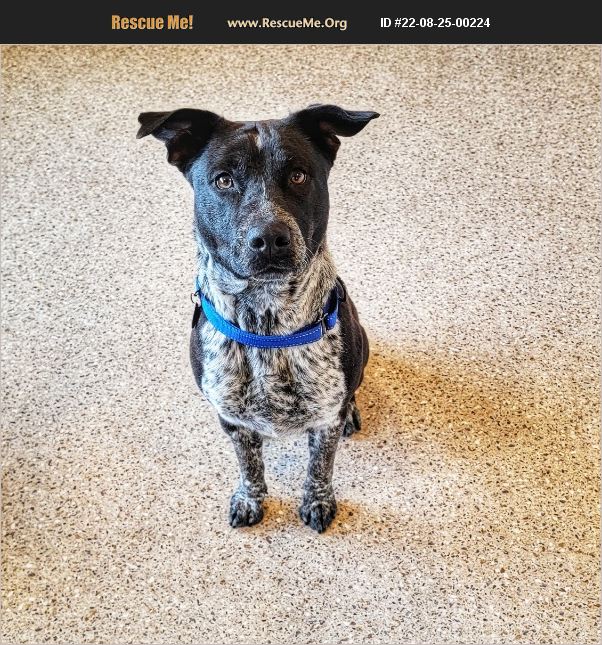 ADOPT 22082500224 ~ Australian Cattle Dog Rescue ~ Gold Beach, OR