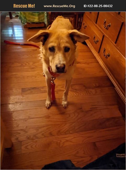 ADOPT 22082500432 ~ Lab Rescue ~ Raleigh, NC