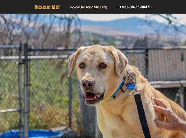 ADOPT 22082500470 ~ Lab Rescue ~ Phoenix, OR