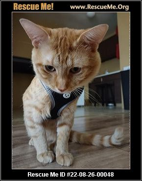 - Michigan Cat Rescue - ADOPTIONS - Rescue Me!