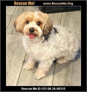 - Arizona Yorkie Rescue - ADOPTIONS - Rescue Me!