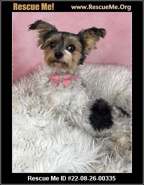 - Colorado Yorkie Rescue - ADOPTIONS - Rescue Me!