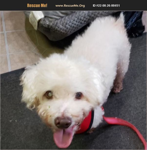 ADOPT 22082600451 ~ Bichon Frise Rescue ~ Palm Bay, FL