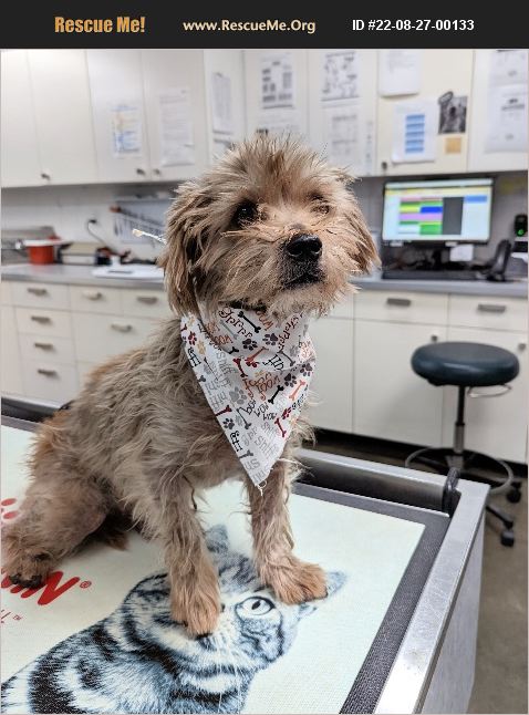 ADOPT 22082700133 ~ Yorkie Rescue ~ Los Angeles, CA