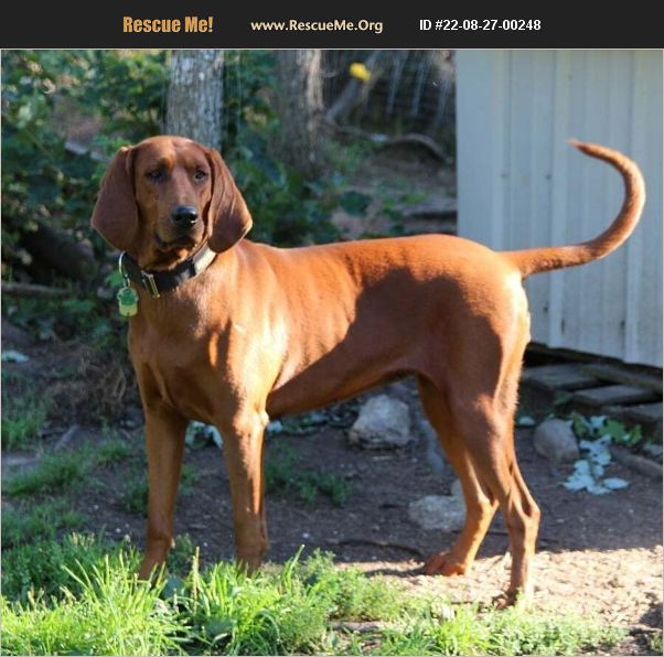 ADOPT 22082700248 ~ Redbone Coonhound Rescue ~ Danville, VA