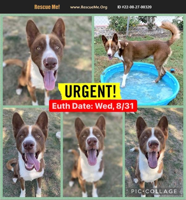 ADOPT 22082700320 ~ Australian Kelpie Rescue ~ Riverside County, CA