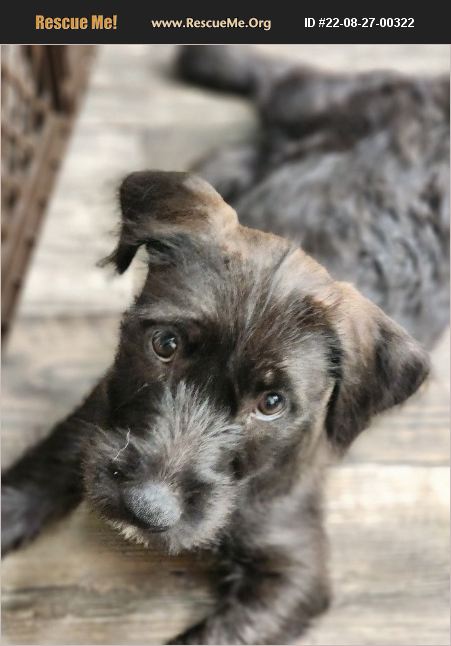 ADOPT 22082700322 ~ Scottish Terrier Rescue ~ Carlsbad, CA