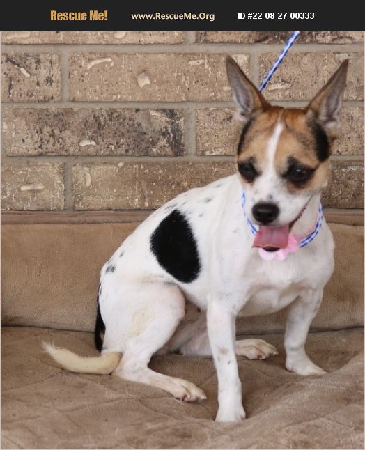 ADOPT 22082700333 ~ Rat Terrier Rescue ~ Pipe Creek, TX