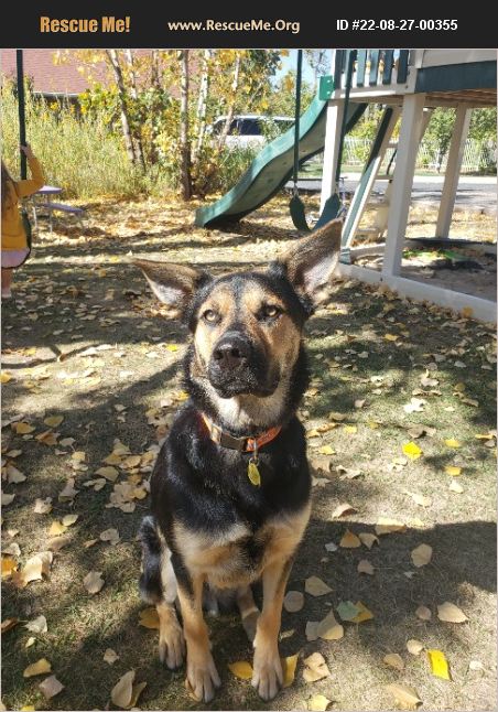 ADOPT 22082700355 ~ German Shepherd Rescue ~ Pueblo, CO, CO