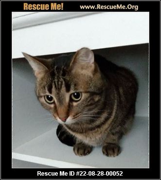 - Michigan Cat Rescue - ADOPTIONS - Rescue Me!
