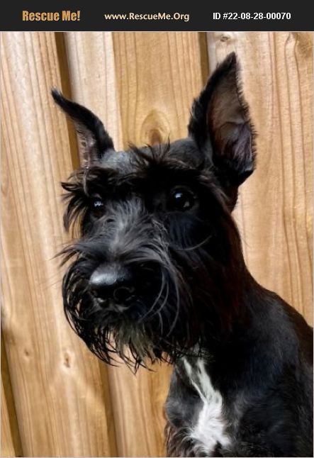 ADOPT 22082800070 ~ Schnauzer Rescue ~ Fort Myers, FL
