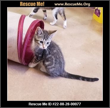 - Wisconsin Cat Rescue - ADOPTIONS - Rescue Me!