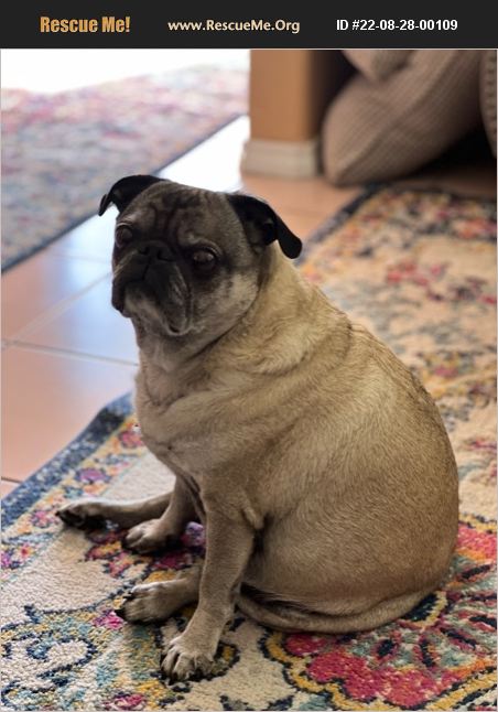 ADOPT 22082800109 ~ Pug Rescue ~ Albuquerque, NM