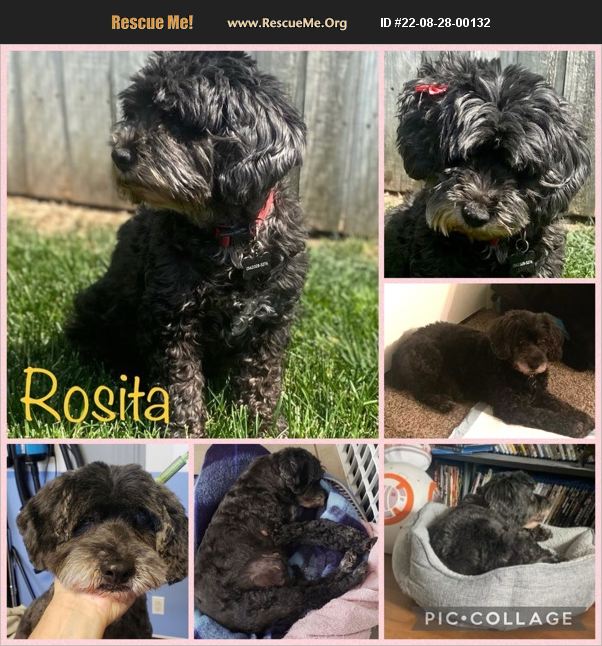 ADOPT 22082800132 ~ Maltese Rescue ~ Downey, CA