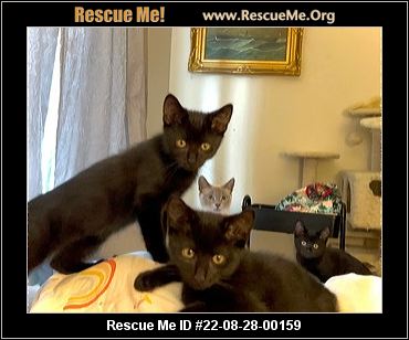 - New York Siamese Rescue - ADOPTIONS - Rescue Me!