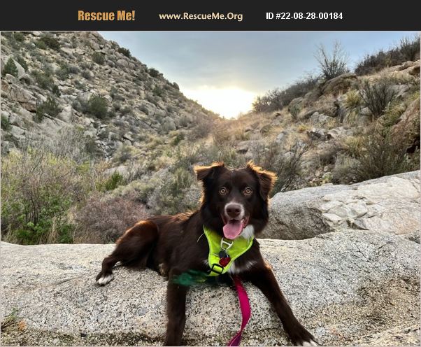 ADOPT 22082800184 ~ Australian Shepherd Rescue ~ Albuquerque, NM