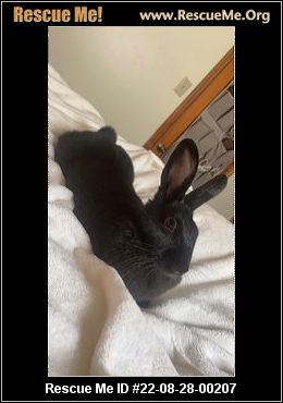- Indiana Rabbit Rescue - ADOPTIONS - Rescue Me!