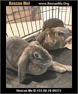 - California Rabbit Rescue - ADOPTIONS - Rescue Me!